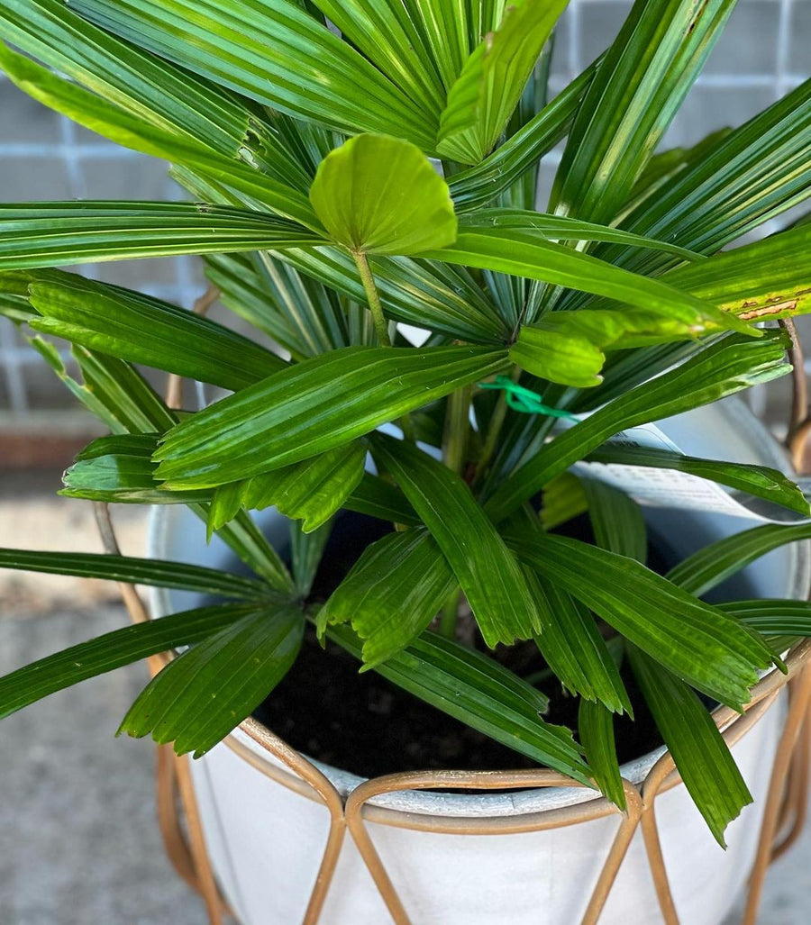 Indoor Plant & Gift Basket Delivery – Botanical Style